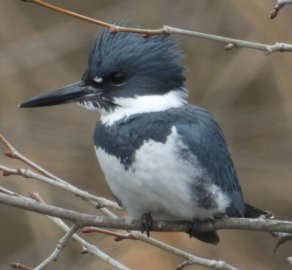 Belted Kingfisher from FDA Blvd, Silver Spring, MD, USA on March 6 ...