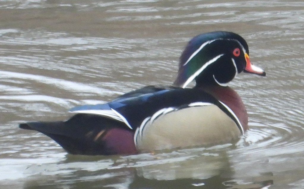 Wood Duck from FDA Blvd, Silver Spring, MD, USA on March 6, 2026 at 11: ...