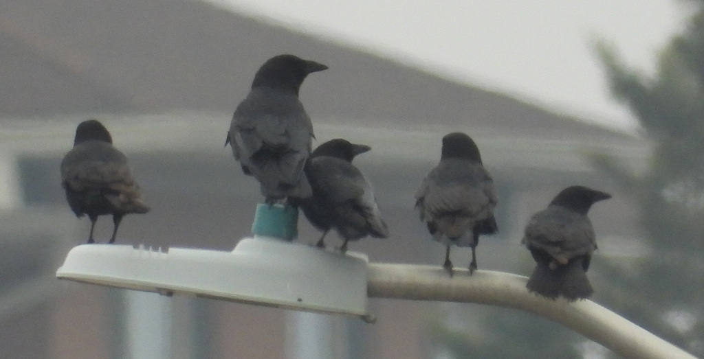 American Crow from FDA Blvd, Silver Spring, MD, USA on March 06, 2026 ...