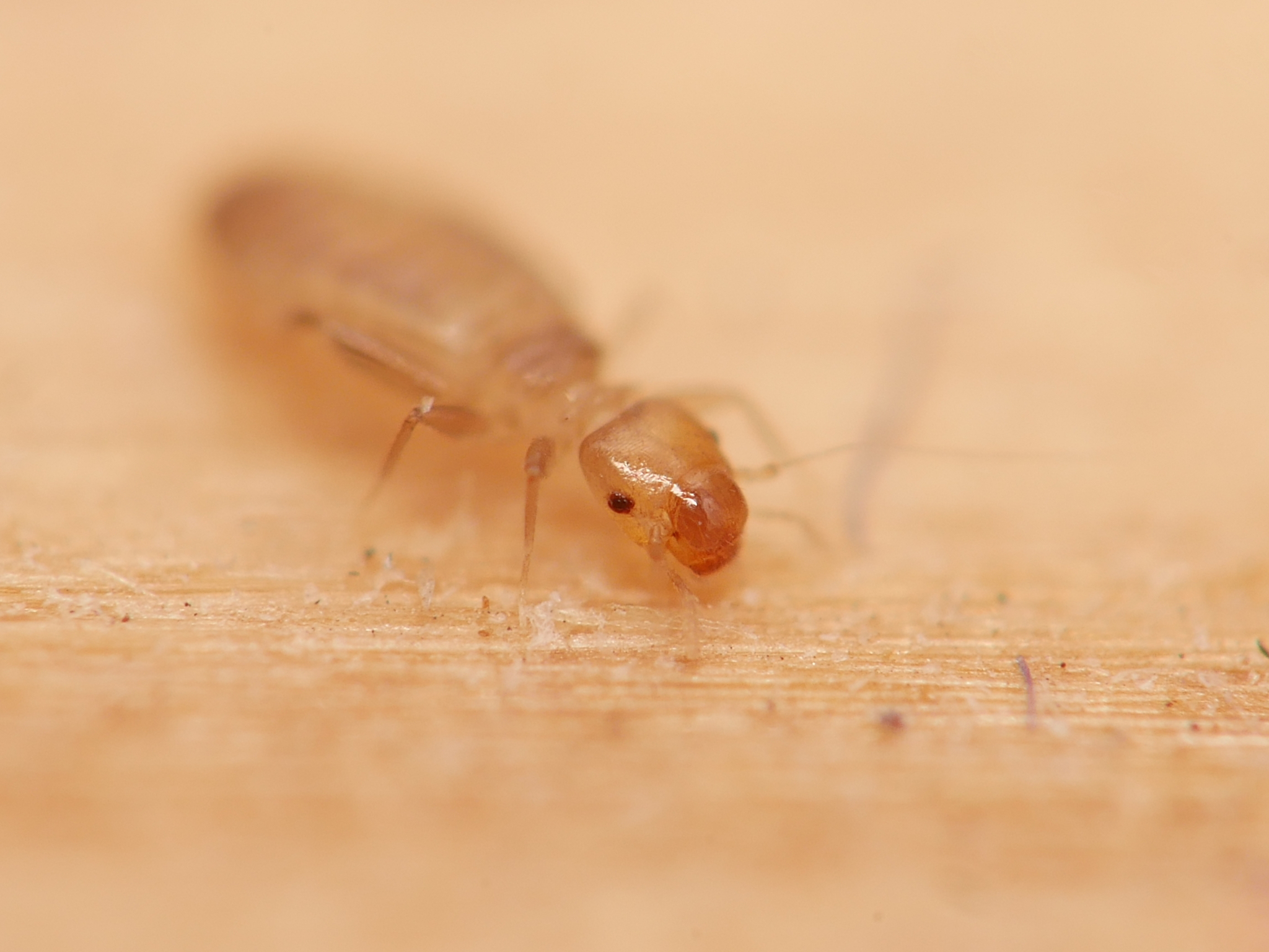 Liposcelis Motschulsky, 1852