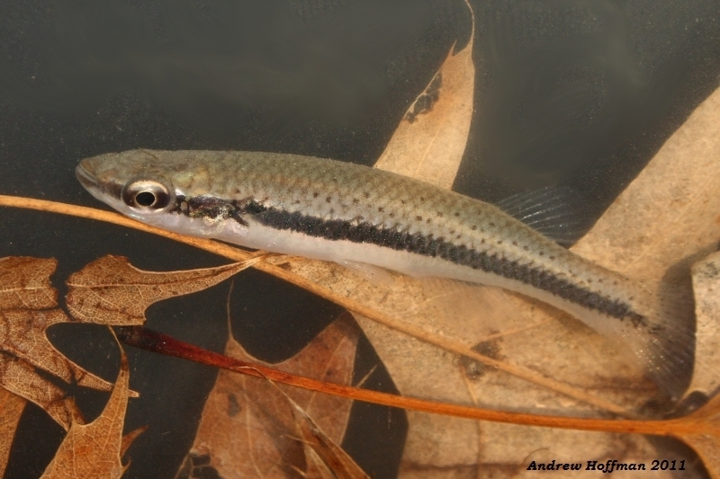 Blackstripe Topminnow (Fishes of the Upper Green River, KY) · iNaturalist