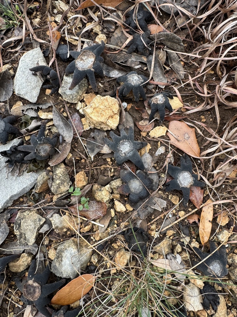 Astraeus morganii from Lanier Ranch Rd, Driftwood, TX, US on March 7 ...