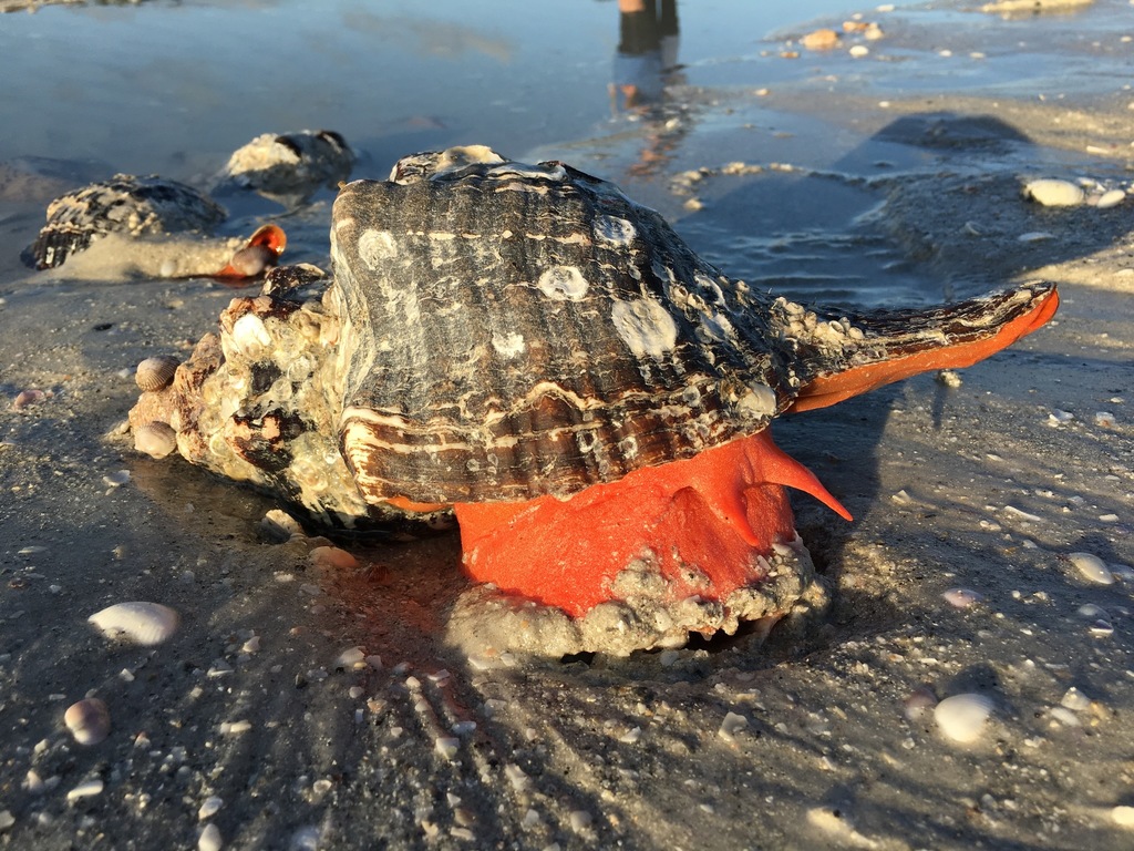 Florida Horse Conch (North carolina marine molluscs) · iNaturalist
