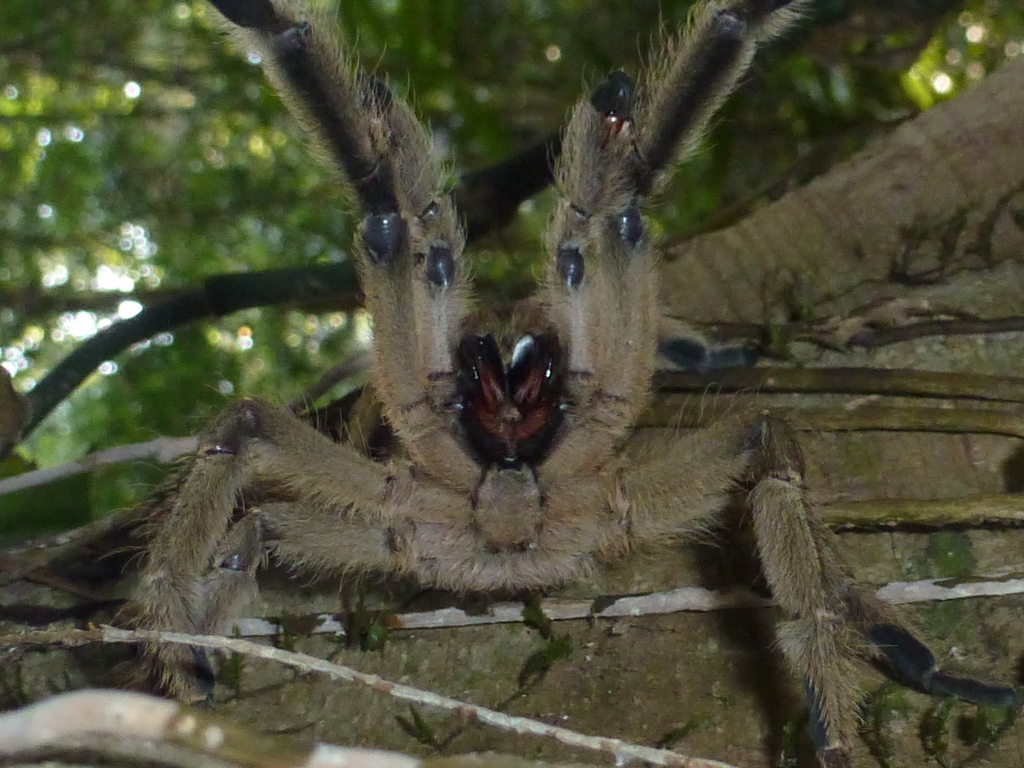 Southeast Asian Tarantulas from Kendari, Sulawesi Tenggara, Indonesia ...