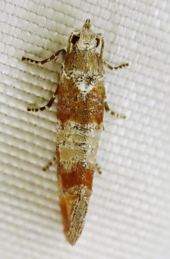 Pitch Pine Tip Moth from Chesterfield County, VA, USA on March 7, 2026 ...