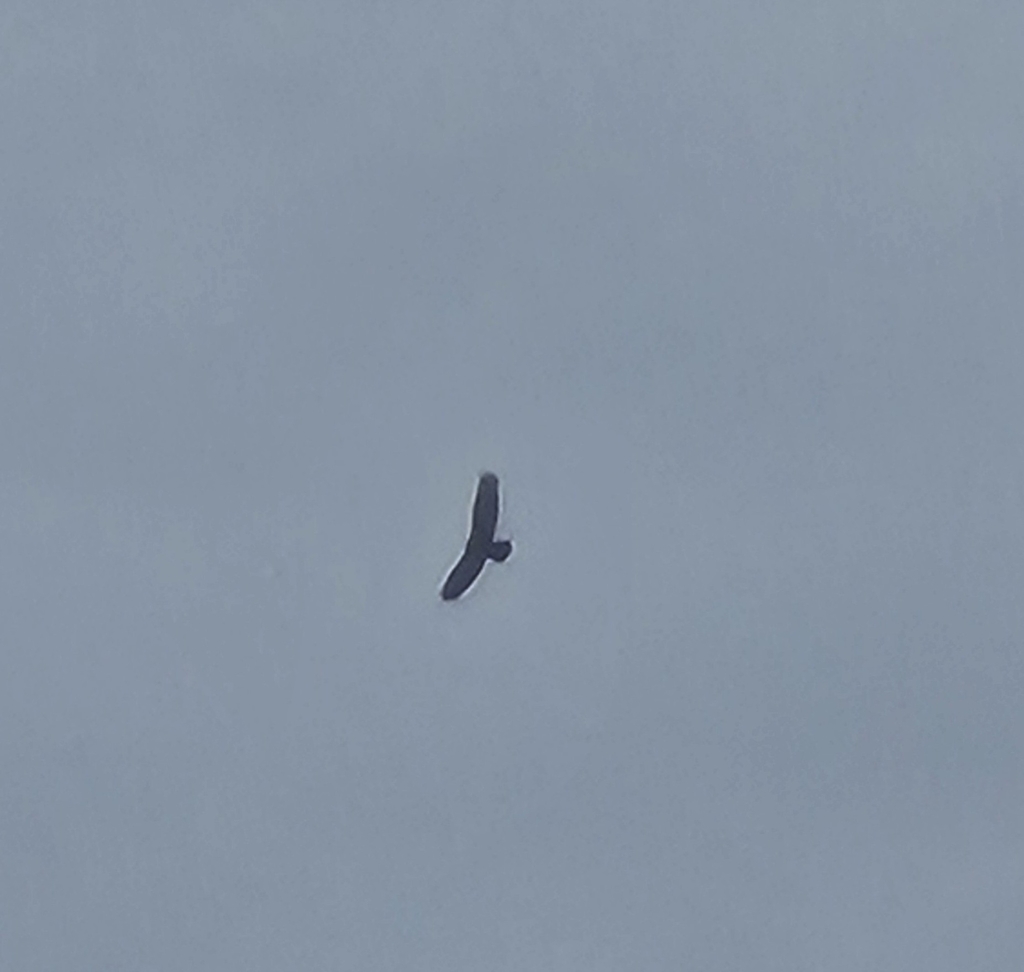 Turkey Vulture from Davenport Avenue Light Rail Station, Newark, NJ ...