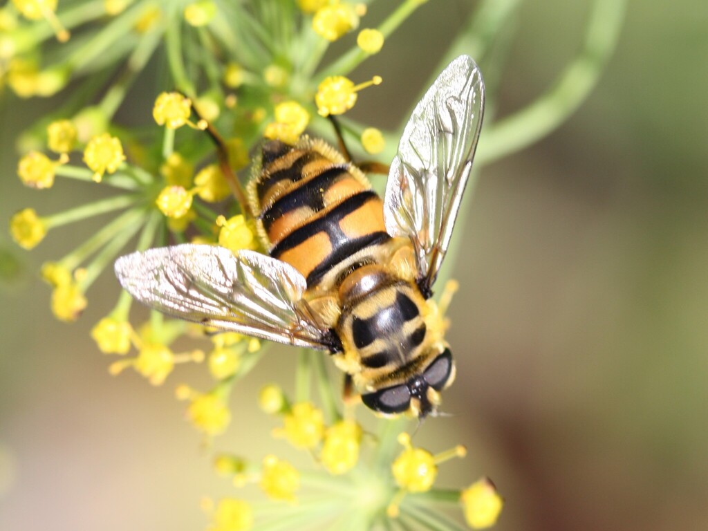 Yellow-haired Sun Fly from Любучаны, Московская обл., Россия, 142380 on ...