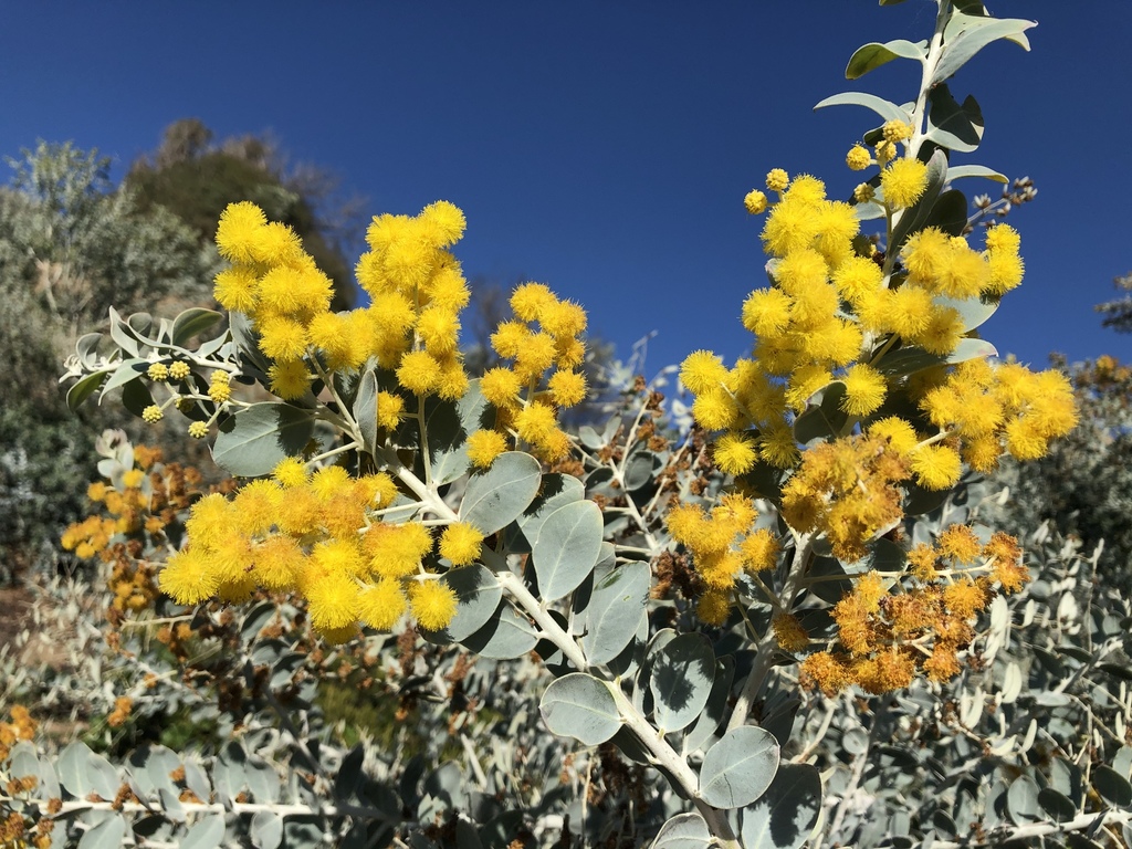 Queensland silver wattle (Forever View - Alien Invasive Species ...