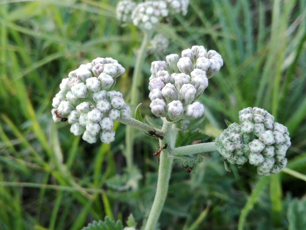 (Gyptis artemisiifolia) - Botanical Realm
