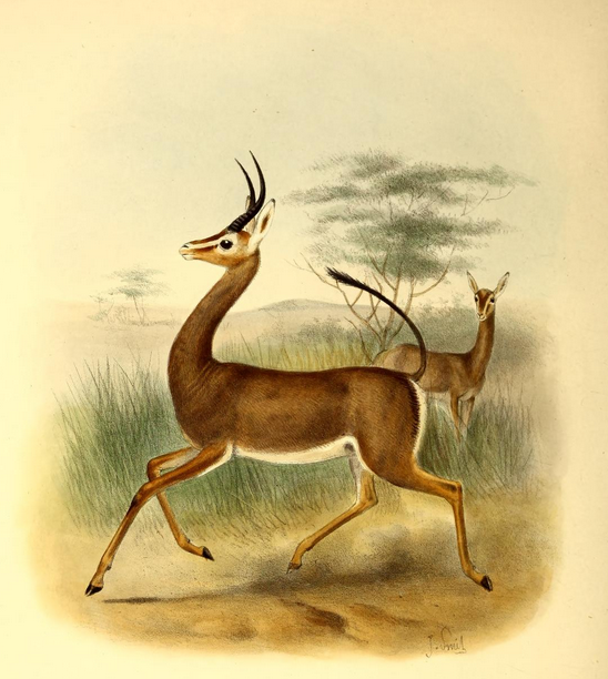 Dibatag (Ammodorcas clarkei) - Know Your Mammals