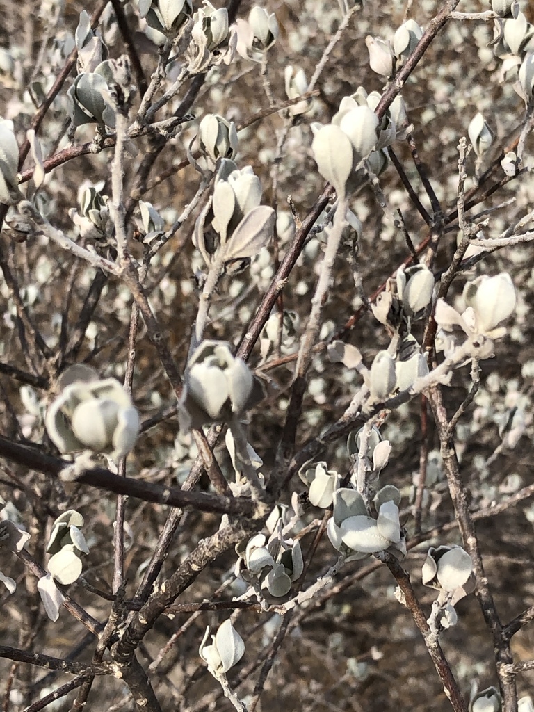 cenizo from Carretera Sabinas-Don Martín, Juárez, COAH, MX on February ...