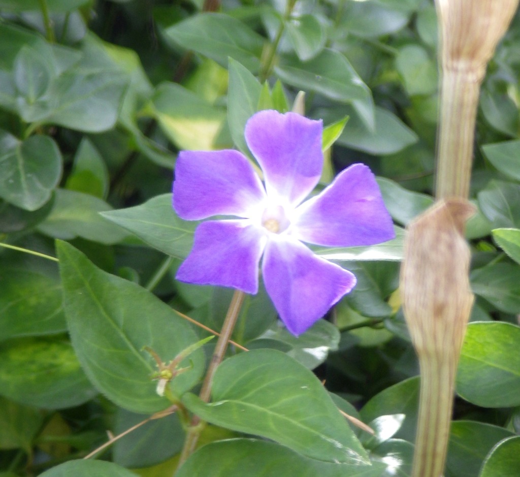 greater periwinkle from Huasca de Ocampo, Hgo., Mexico on November 23 ...