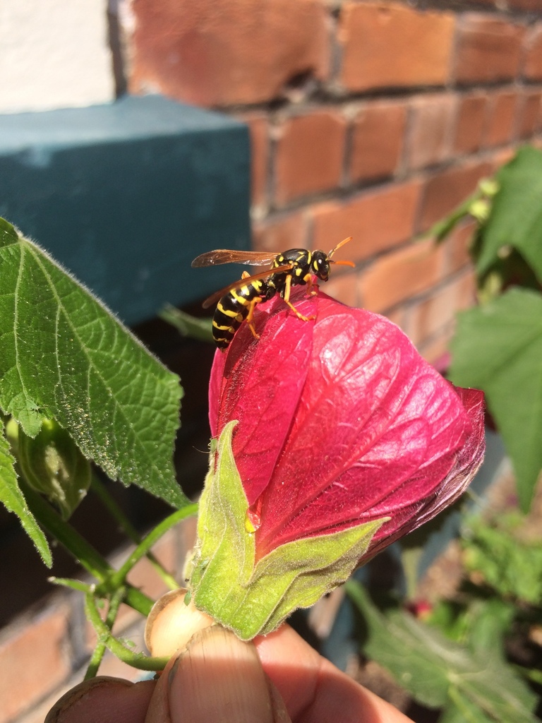 European Paper Wasp from Alexandra Street, Temuka, Canterbury, NZ on ...