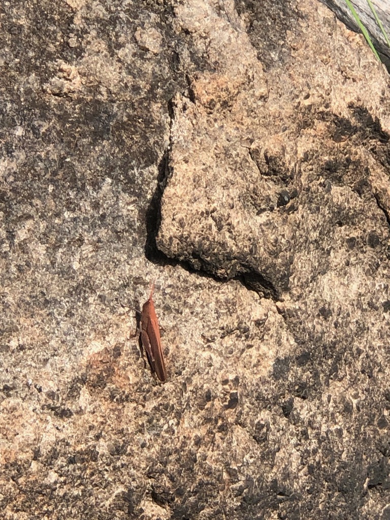 Mimetic Gumleaf Grasshopper from Butler Fire Trail, Torrington State ...