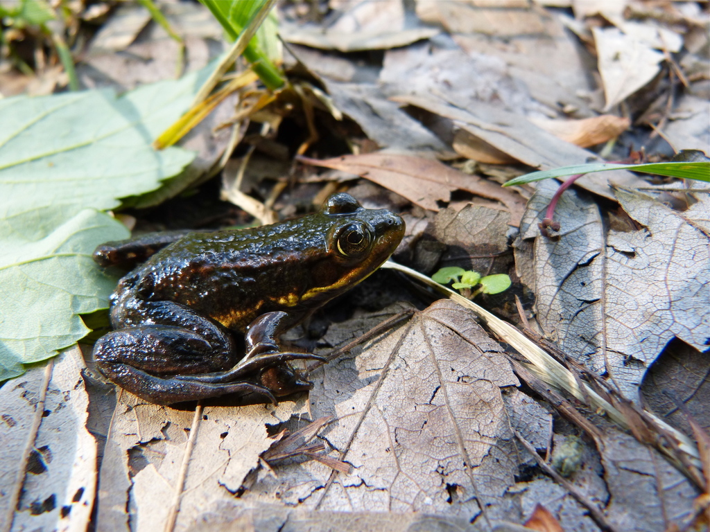 Carpenter Frog (Lithobates virgatipes) (Wildlife of the United States ...