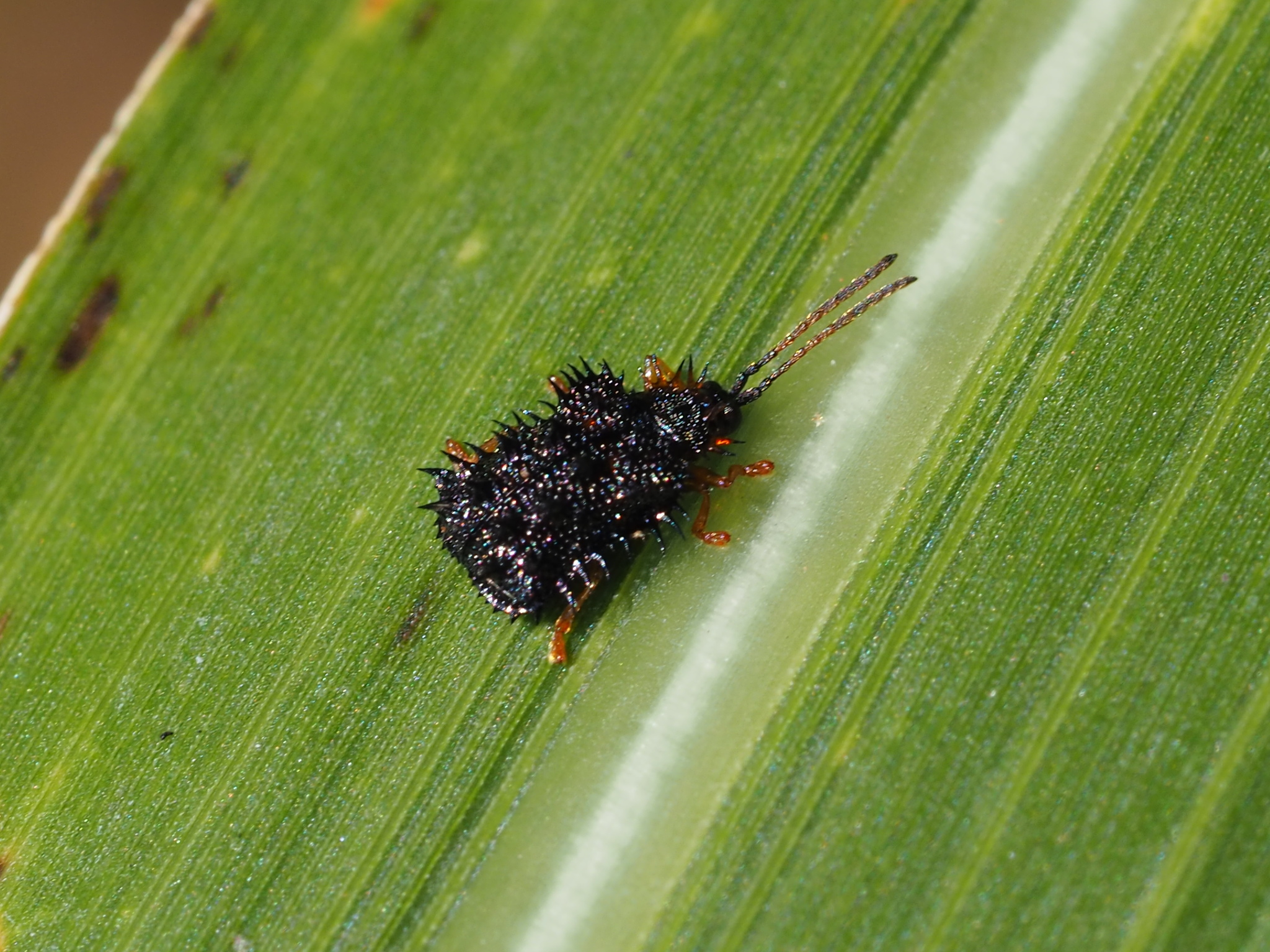 Dactylispa sauteri Uhmann, 1927