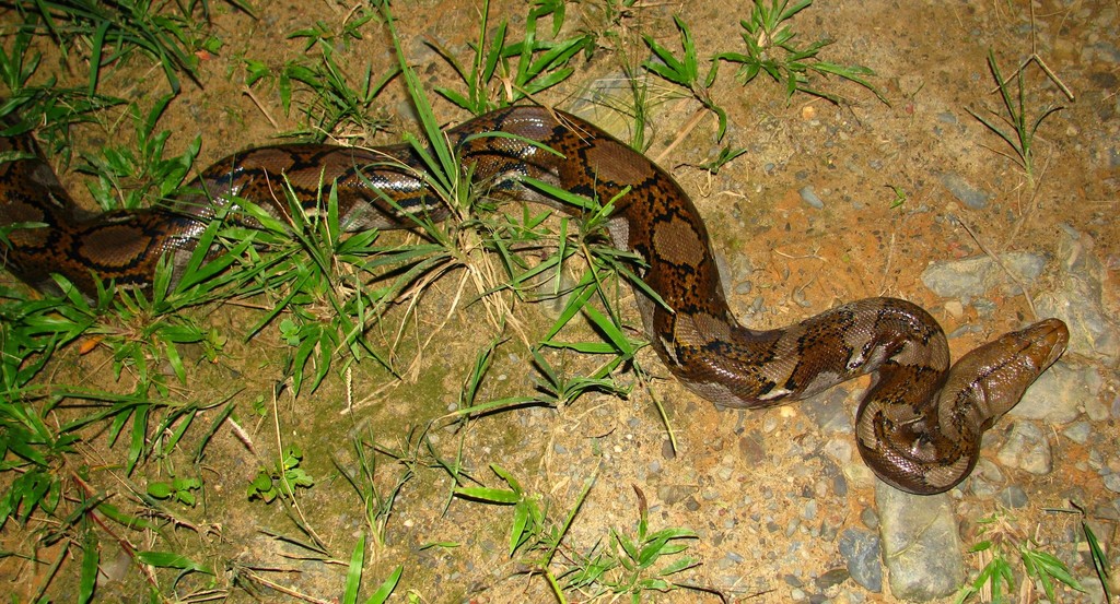 Reticulated Python from Caratino Estate, Pahang, Malaysia on January 15 ...