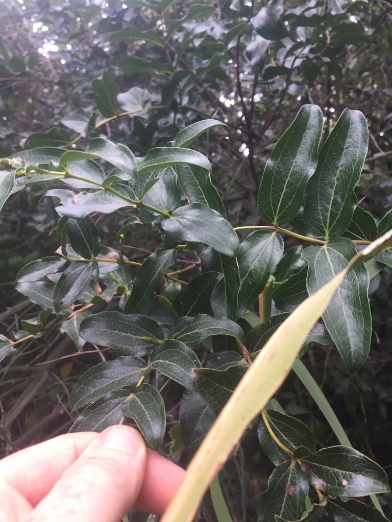 Tree Tutu from Selwyn, NZ-CA, NZ on February 27, 2020 at 02:55 PM by ...
