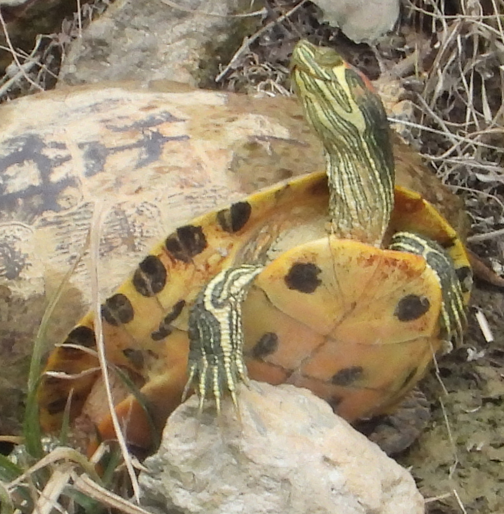 Pond Slider from FDA Blvd, Silver Spring, MD, USA on March 8, 2026 at ...