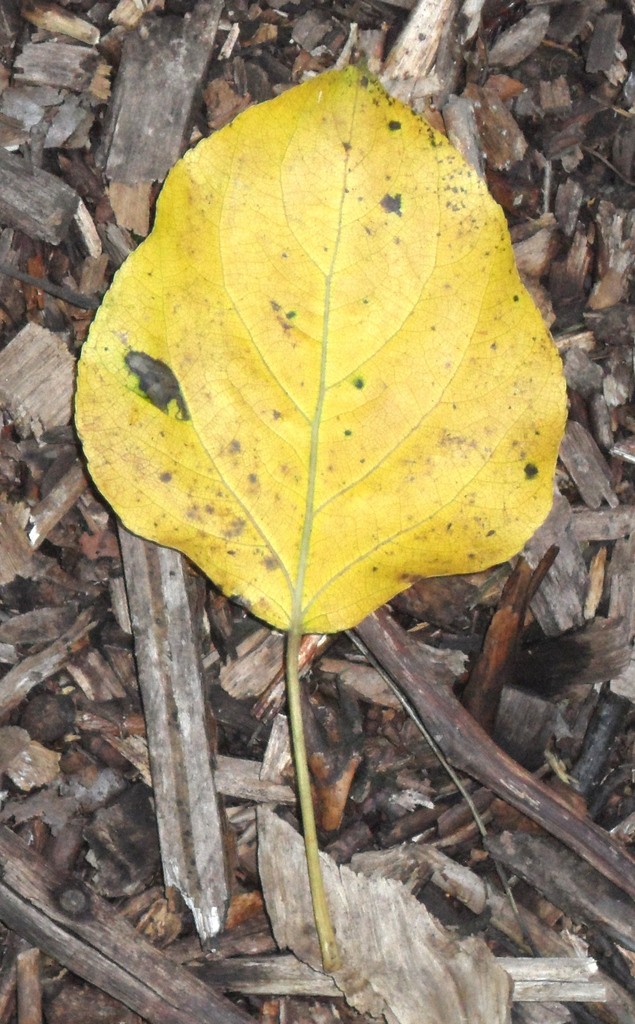 balsam poplar from Great Swamp N.W.R., Harding Twp., Morris Co., NJ on ...