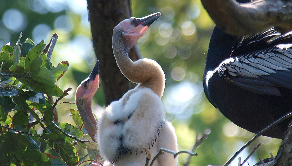 Anhinga from Dallas, TX, USA on July 27, 2016 at 10:30 AM by Kala ...