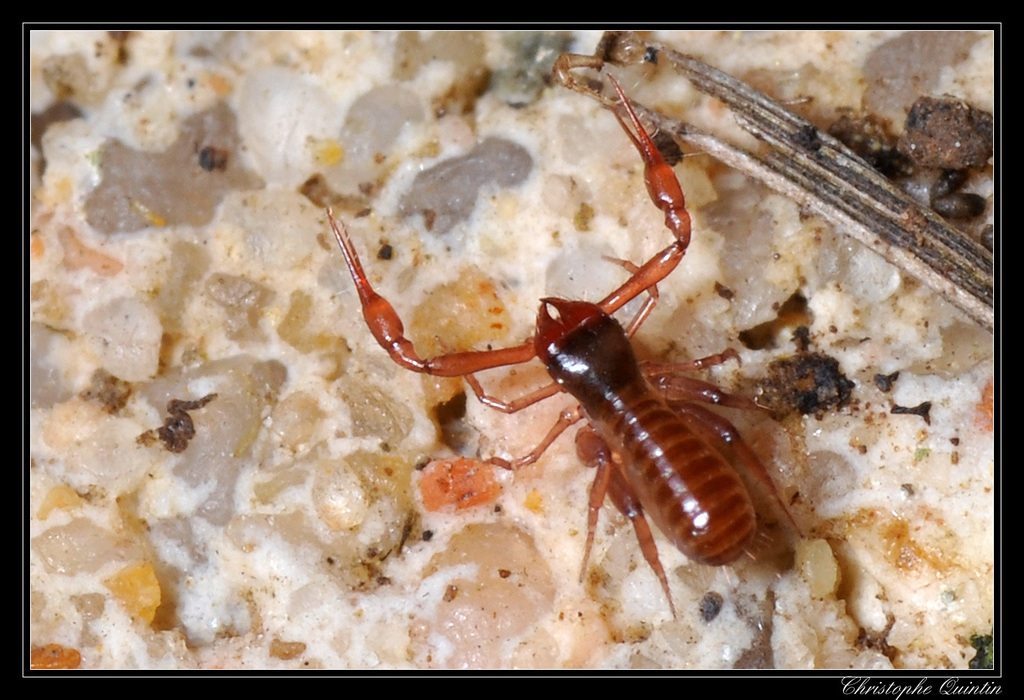 Pseudoscorpions (Putnam County Site Observations - non-Insect ...