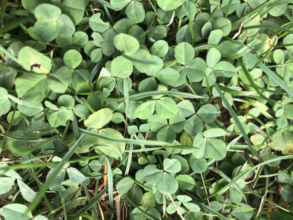 white clover from Tod Place, Lincoln, Canterbury, NZ on February 26 ...
