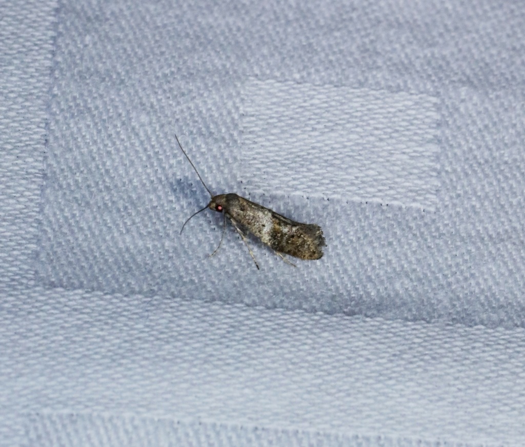 Epermeniidae from Hong Kong on February 26, 2020 at 09:02 PM by sk2 ...