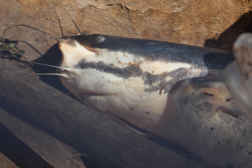 Vundu (Heterobranchus longifilis) - Marine Life Identification