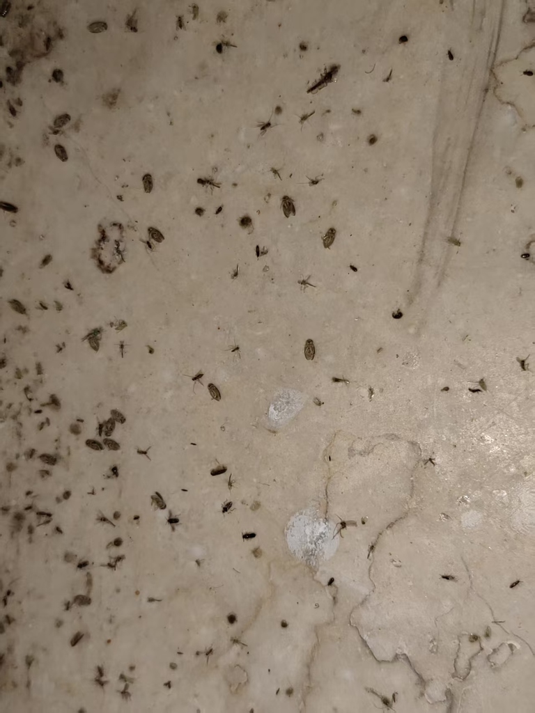 Micronecta from 中国江西省南昌市青山湖区南京东路1299号 邮政编码: 330029 on July 17, 2025 at ...