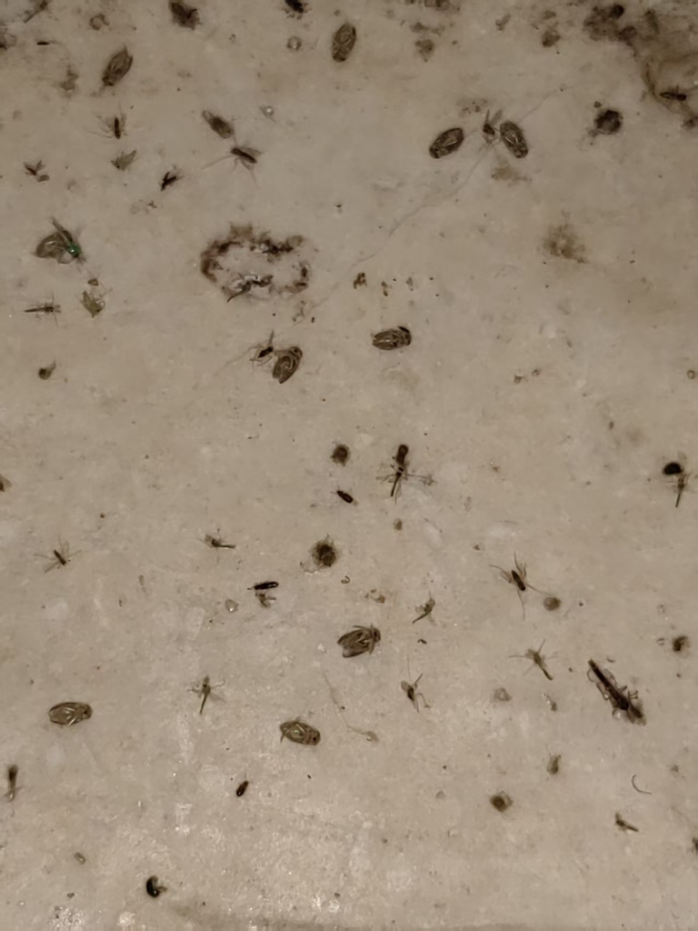 Micronecta from 中国江西省南昌市青山湖区南京东路1299号 邮政编码: 330029 on July 17, 2025 at ...