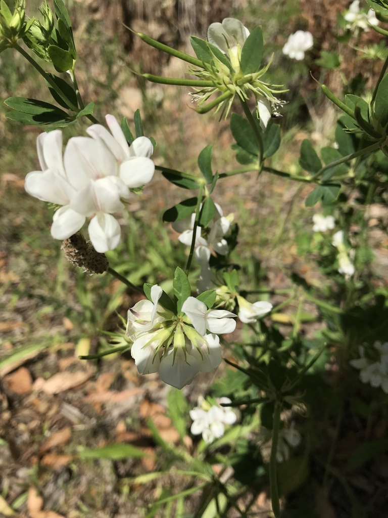 austral trefoil (Lotus australis) - Botanical Realm