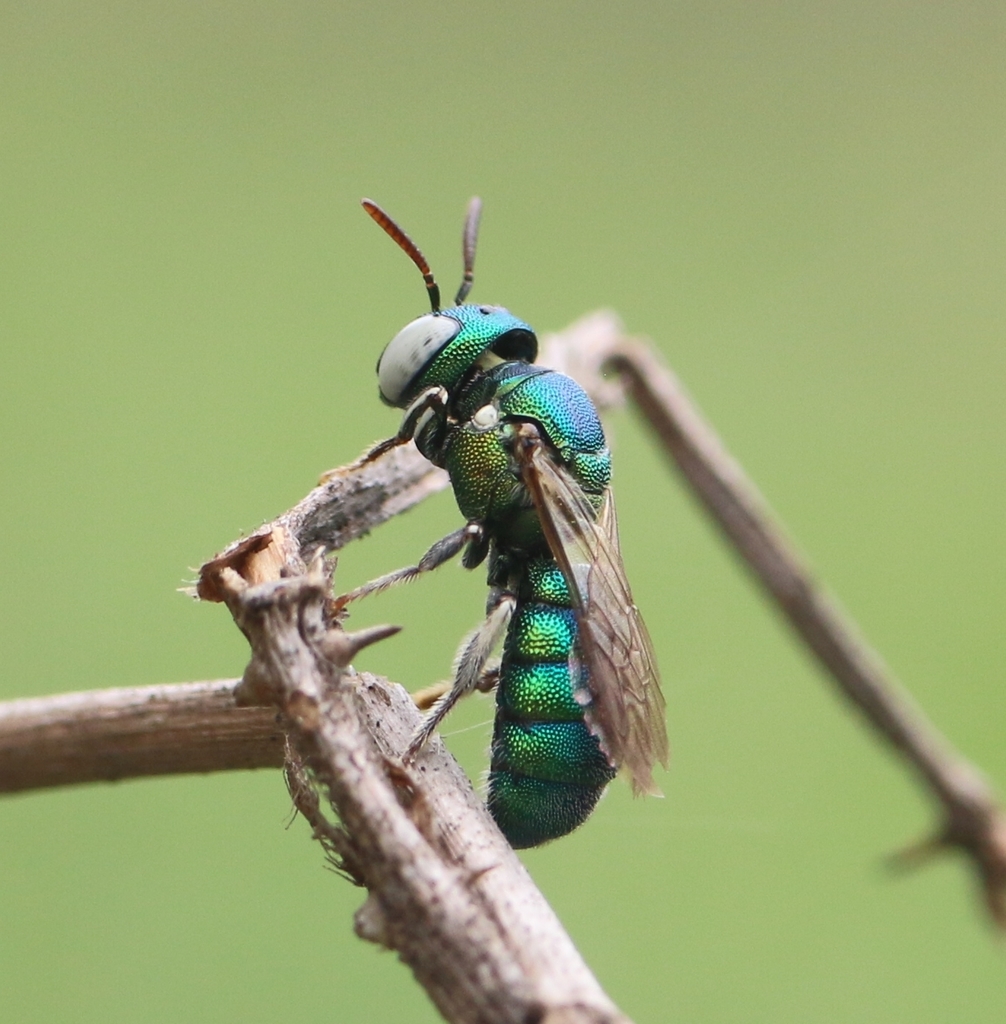 Small Carpenter Bees Ceratina (Bees in a Constantia Hills garden ...
