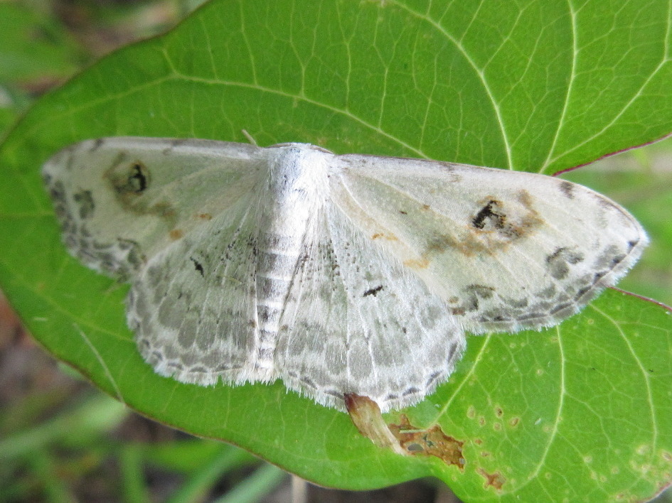 Scopula indicataria from 대한민국 충청남도 천안시 동남구 on July 9, 2017 at 10:03 AM ...