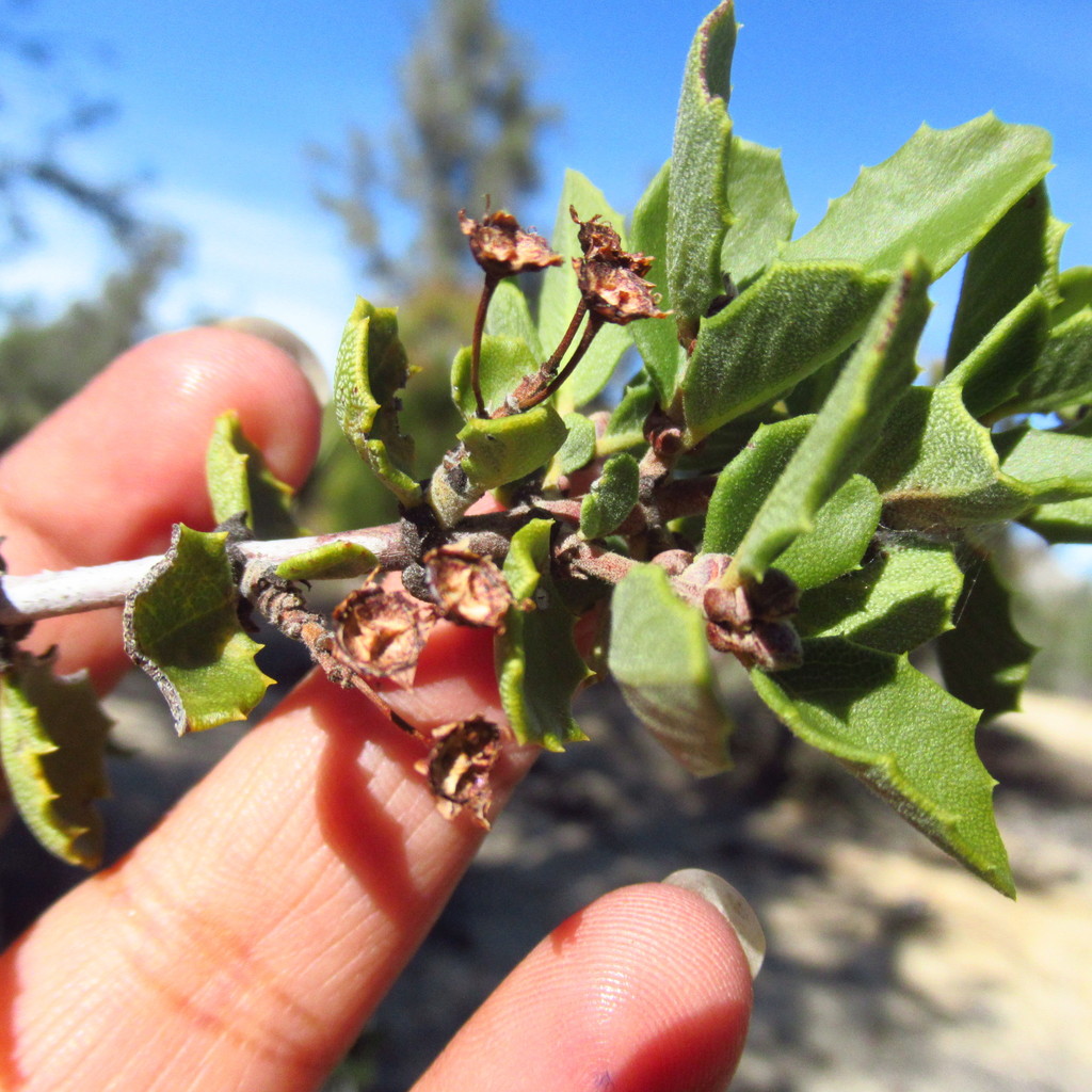 Cupped Leaf Ceanothus from Pob la Rumorosa, B.C., México on January 30 ...