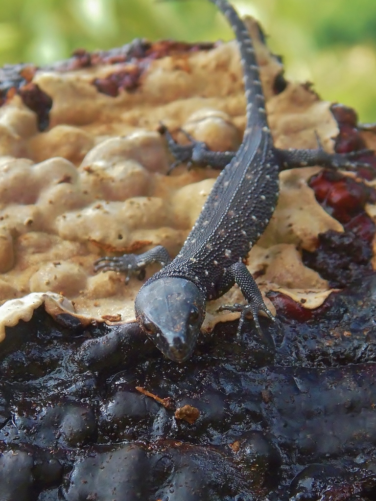 Tuxtla Tropical Night Lizard from Catemaco, Ver., México on 14 August ...