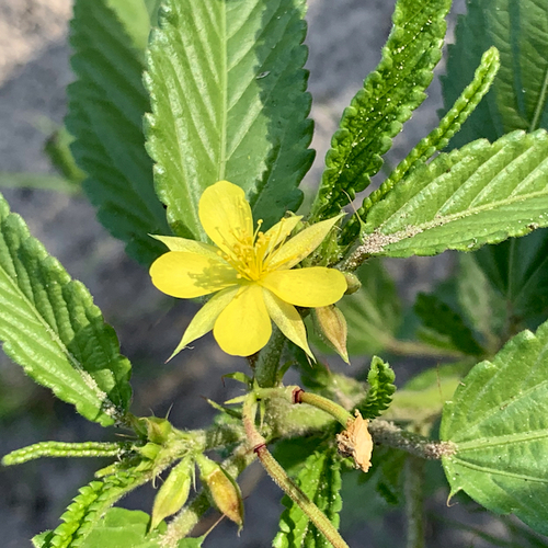 Corchorus argillicola · iNaturalist