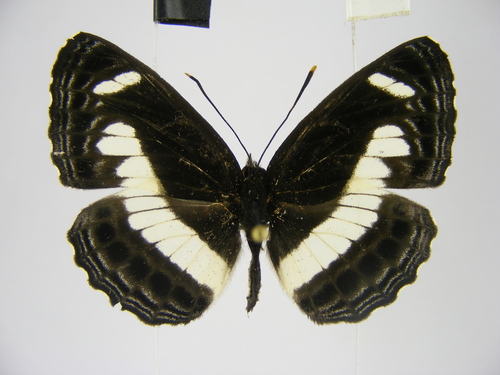 Subespecies Neptis nemetes nemetes · iNaturalist Mexico