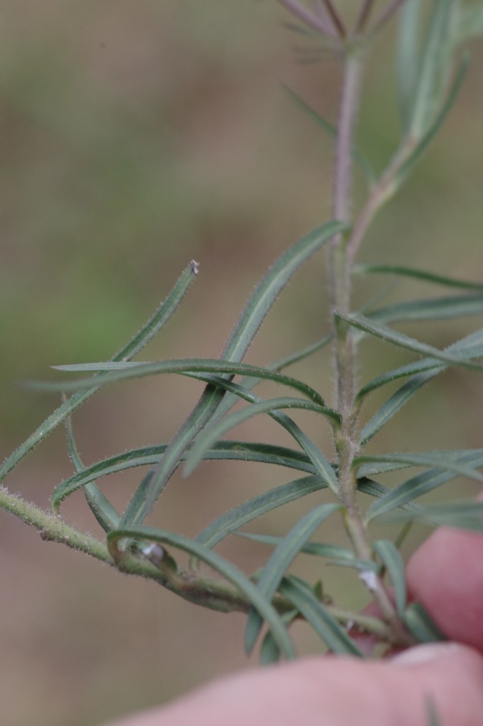 (Asclepias navicularis) - Botanical Realm