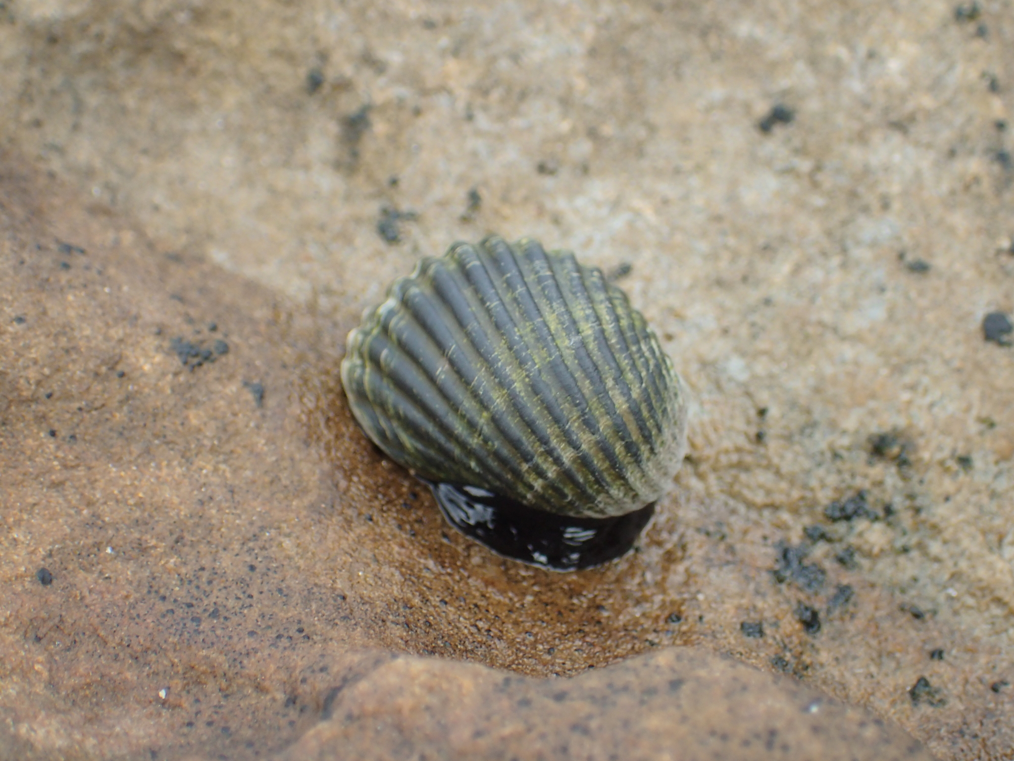 Nerita costata Gmelin, 1791