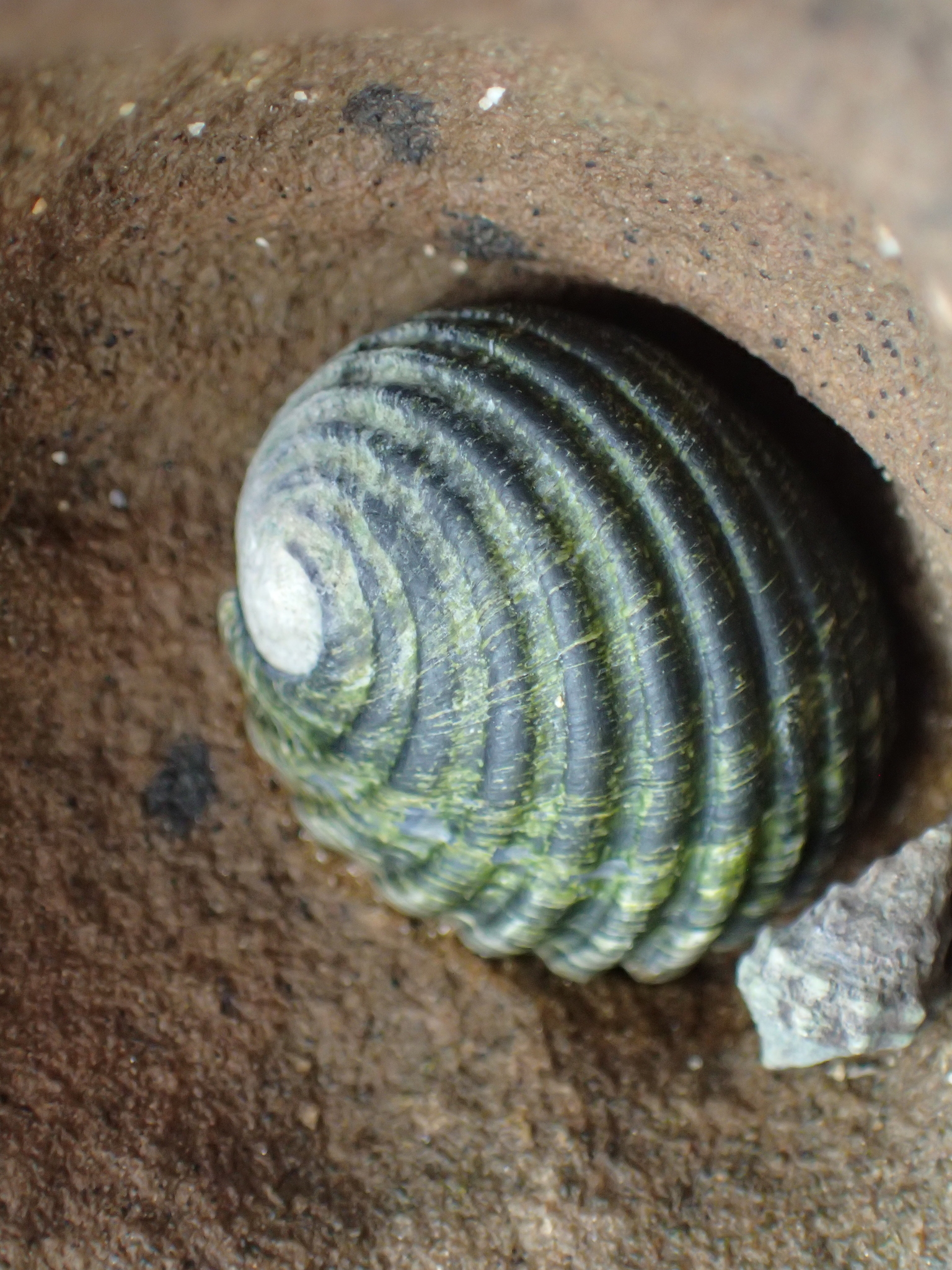 Nerita costata Gmelin, 1791