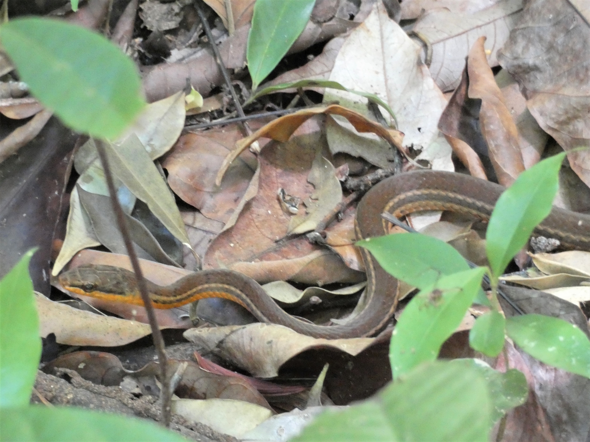 10 Snakes That Lurk In Coffee Plantations – Snake Radar