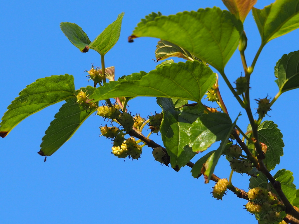 mulberry (Shoreline Riparian Trees & Shrubs of Vashon-Maury Island ...
