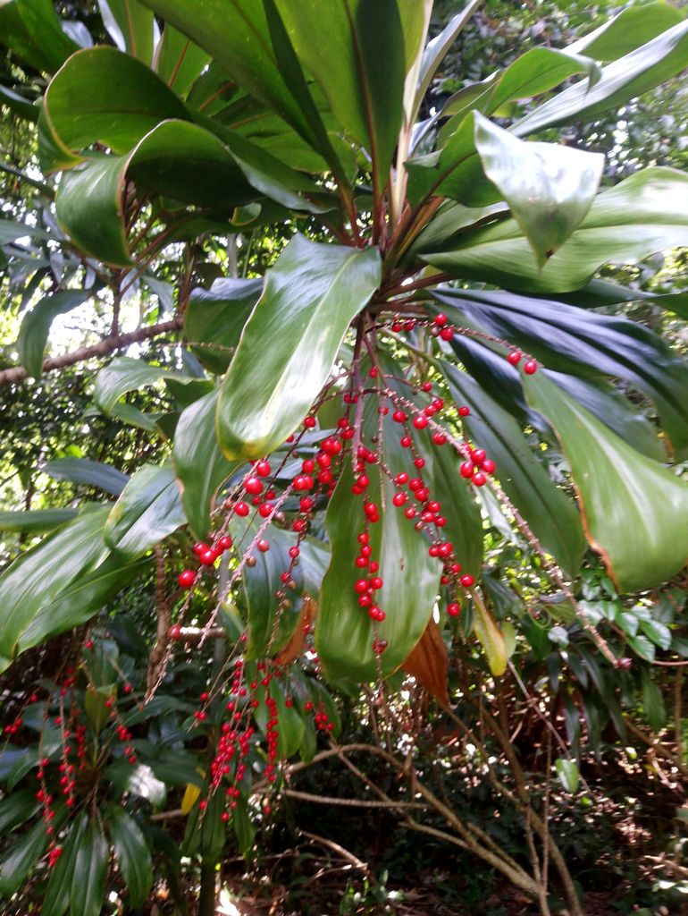 Ti from Кегалле, Шри-Ланка on January 2, 2020 at 07:57 PM by Andrey Efremov · iNaturalist