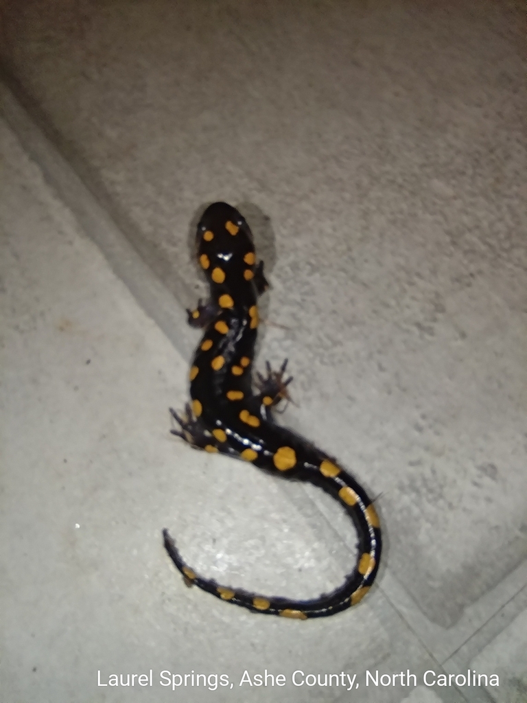 Spotted Salamander from Laurel Springs, NC 28644, USA on March 7, 2026 ...