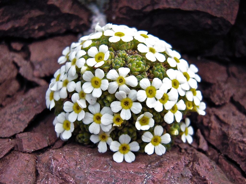 (Primuloideae) - Botanical Realm