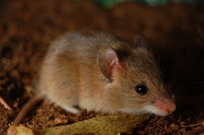 Fat Mice (Steatomys) - Know Your Mammals