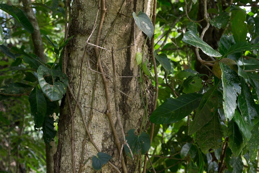 Gargantuan Stick Insect from Bartle Frere QLD 4861, Australia on ...