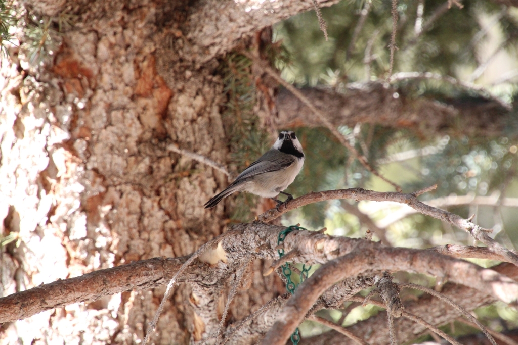 Mountain Chickadee from Centennial, WY 82055, USA on March 09, 2026 at ...