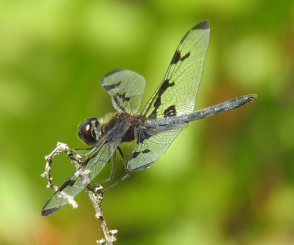 Banded Pennant (EwA Guide to the Insects and Spiders of the Fells (US ...